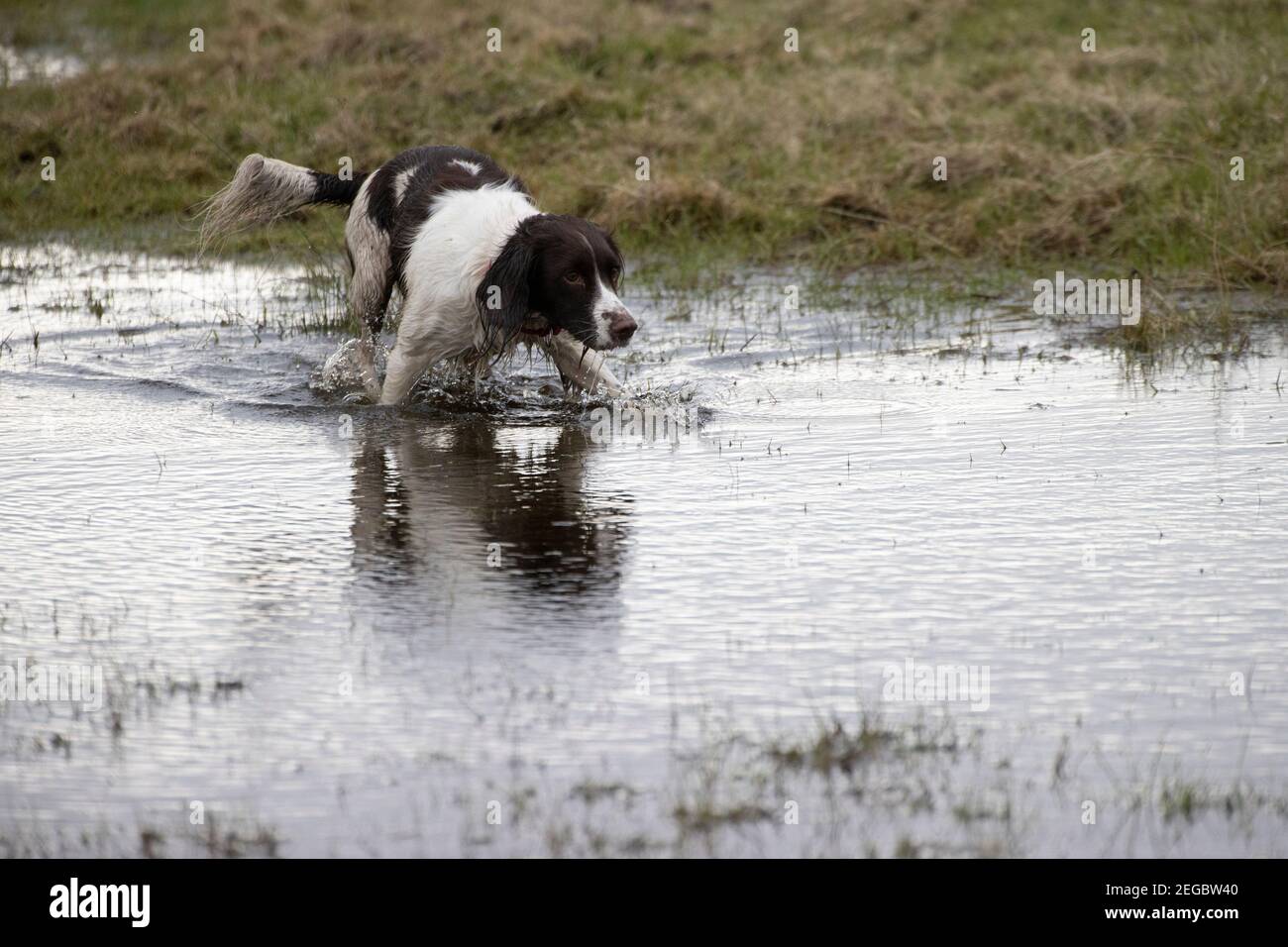 ENGLISH SPRINGER SPANIEL IN MUDDY WATER Stock Photo - Alamy