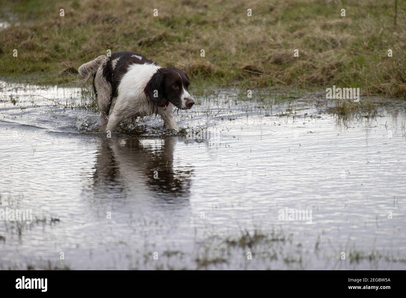 ENGLISH SPRINGER SPANIEL IN MUDDY WATER Stock Photo - Alamy
