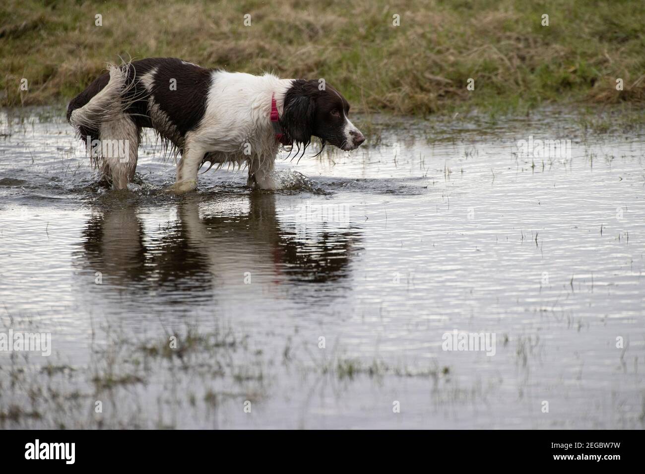 ENGLISH SPRINGER SPANIEL IN MUDDY WATER Stock Photo - Alamy