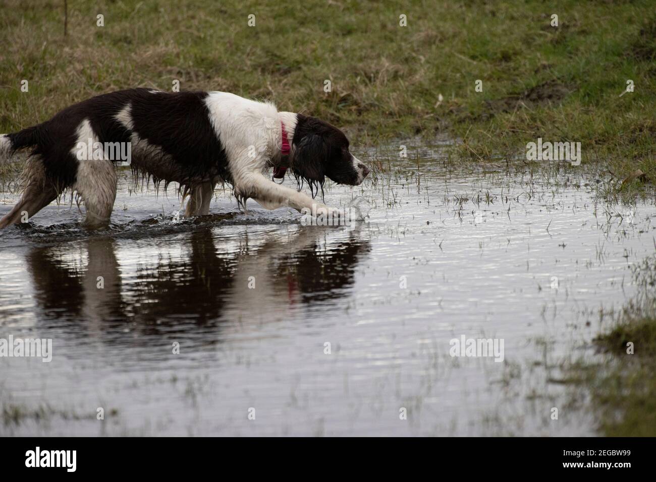 ENGLISH SPRINGER SPANIEL IN MUDDY WATER Stock Photo - Alamy