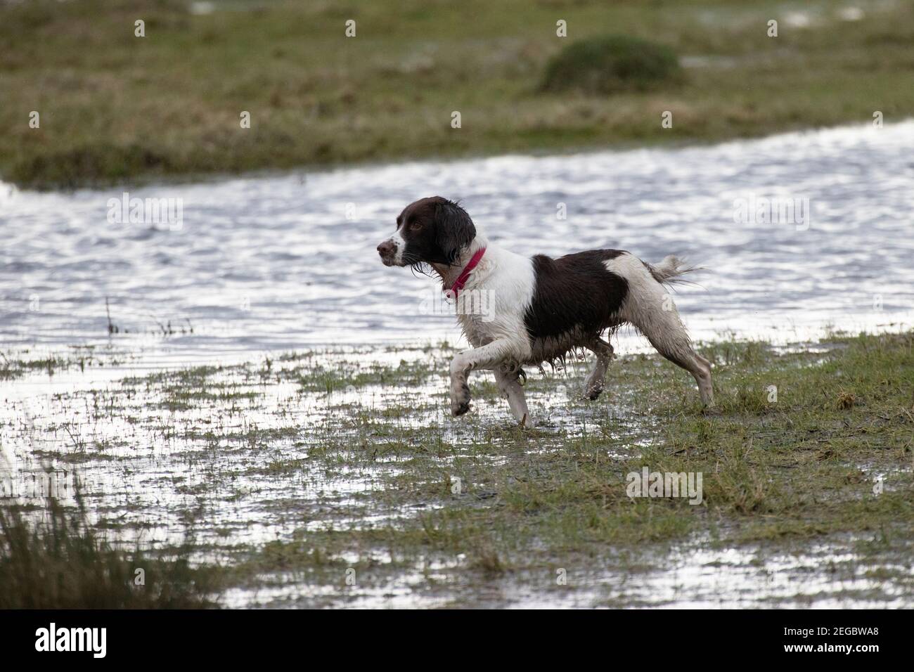 ENGLISH SPRINGER SPANIEL IN MUDDY WATER Stock Photo - Alamy