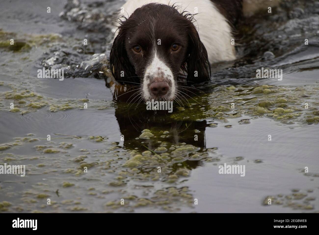 ENGLISH SPRINGER SPANIEL IN MUDDY WATER Stock Photo - Alamy