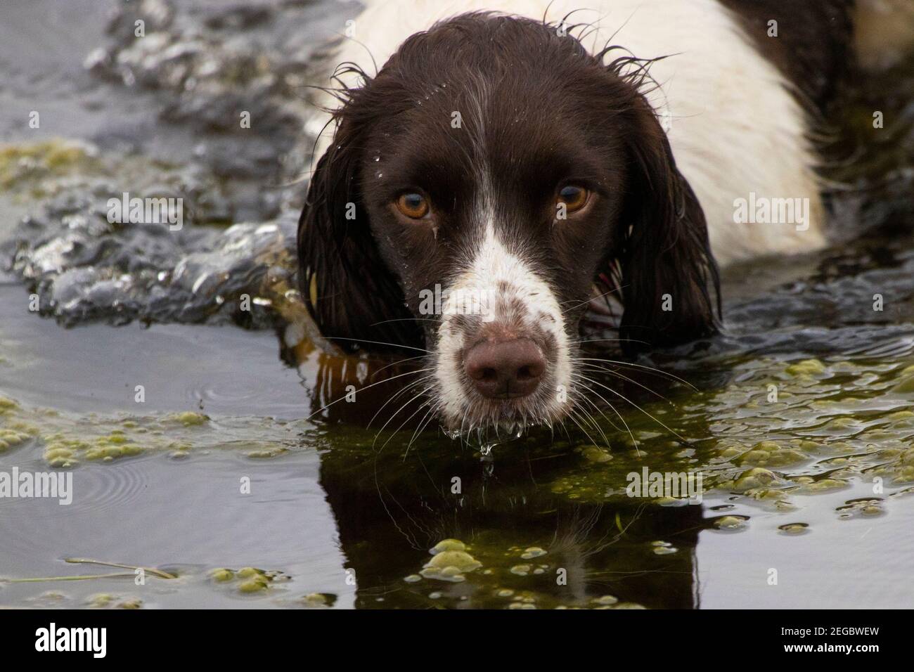 ENGLISH SPRINGER SPANIEL IN MUDDY WATER Stock Photo - Alamy