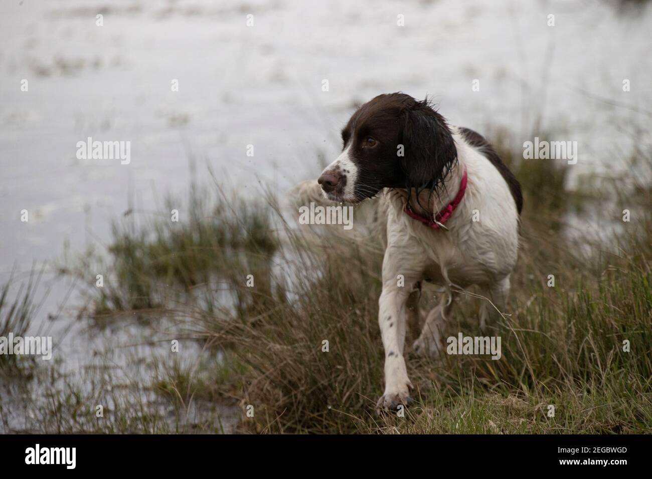 ENGLISH SPRINGER SPANIEL IN MUDDY WATER Stock Photo - Alamy