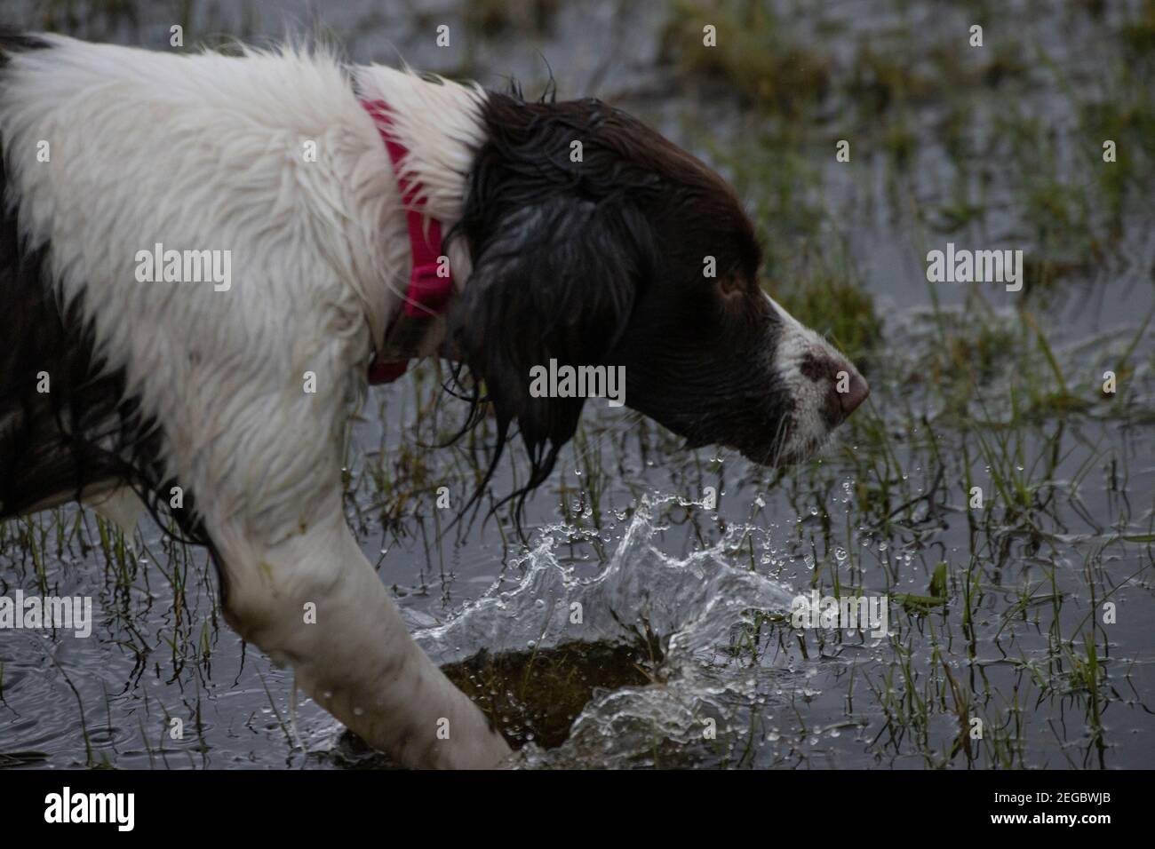 ENGLISH SPRINGER SPANIEL IN MUDDY WATER Stock Photo - Alamy