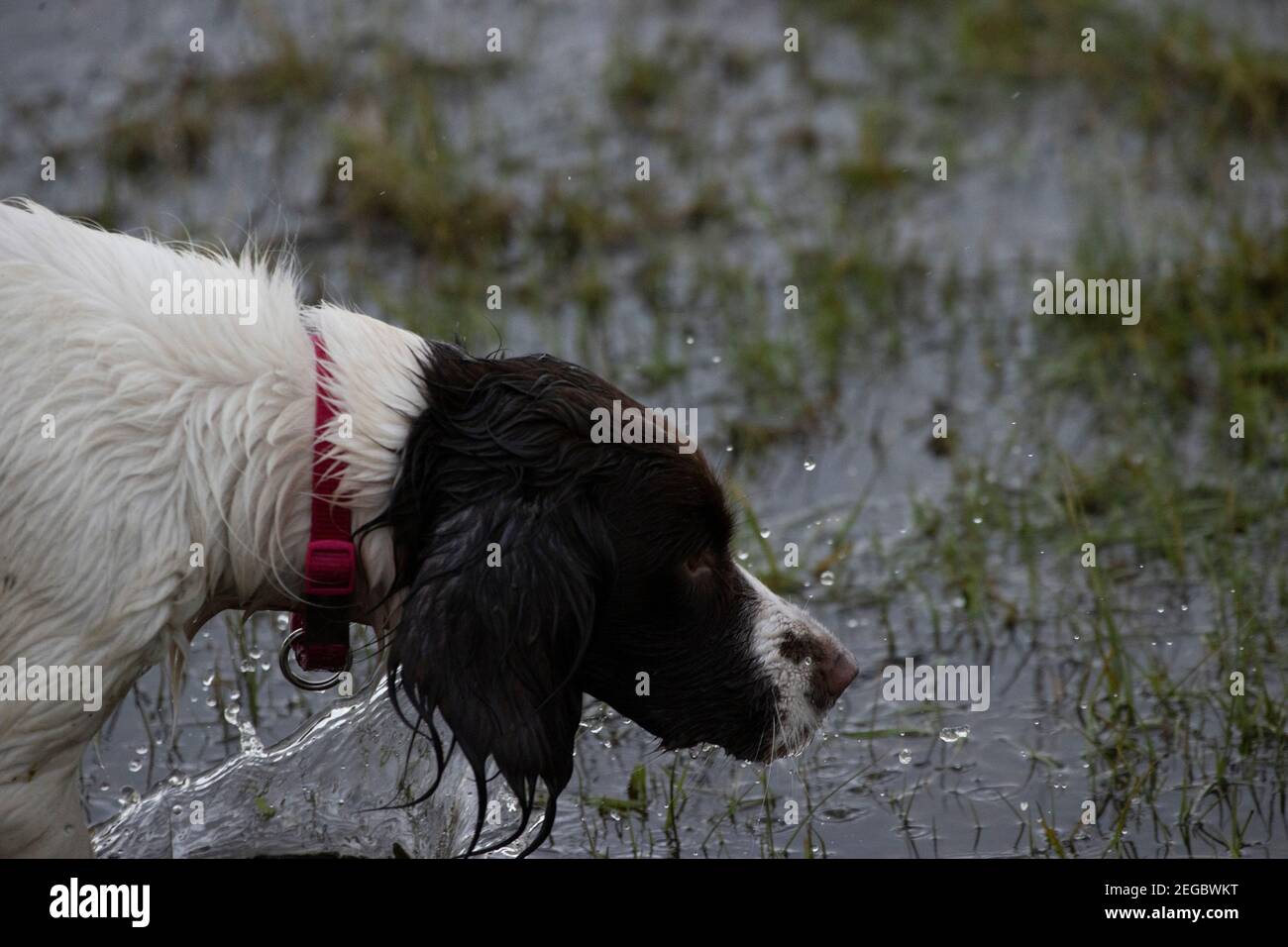 ENGLISH SPRINGER SPANIEL IN MUDDY WATER Stock Photo - Alamy
