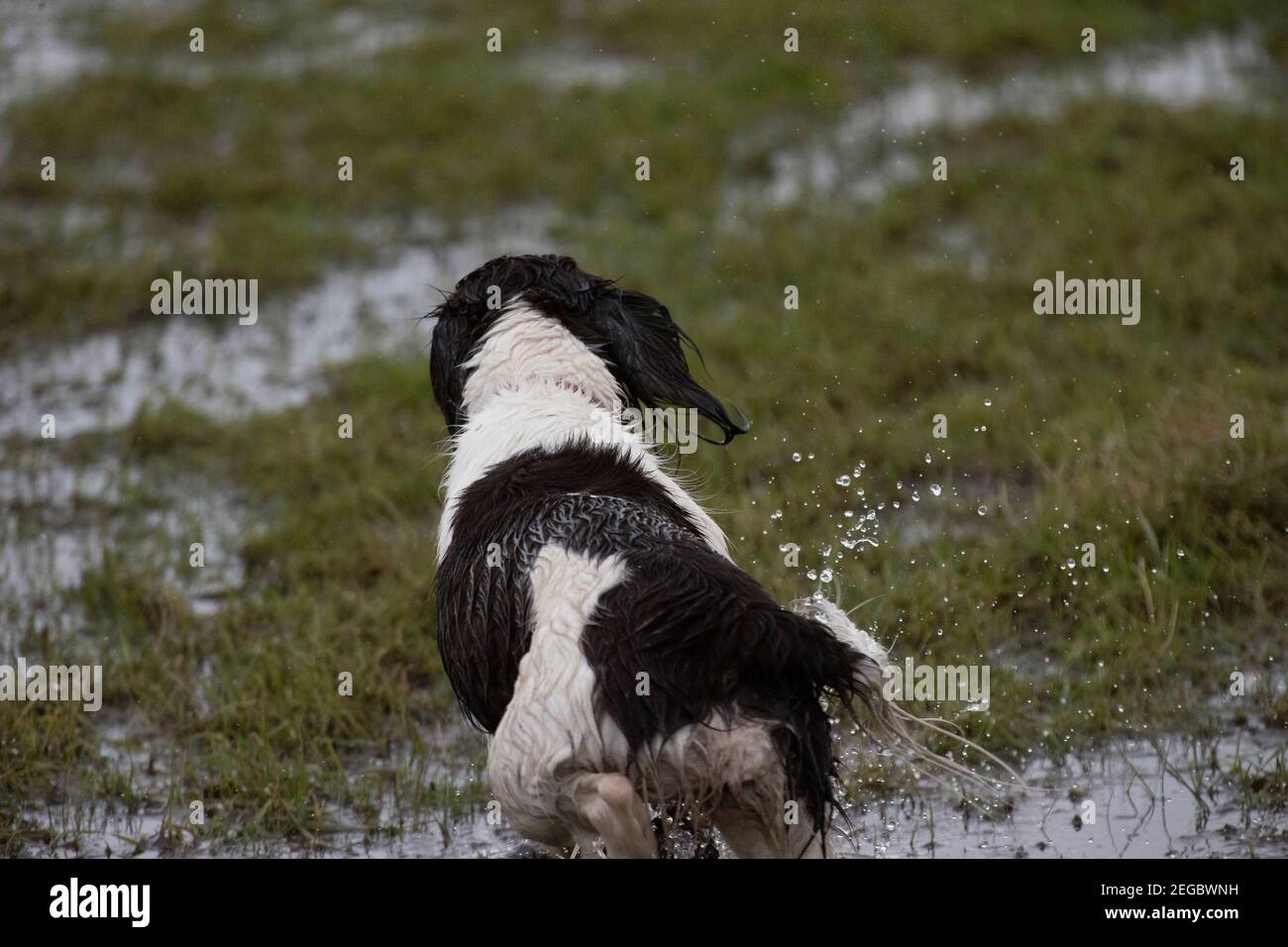 ENGLISH SPRINGER SPANIEL IN MUDDY WATER Stock Photo - Alamy