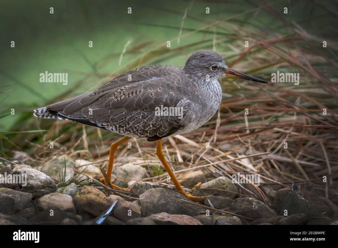 The Ruff is concidered a large sandpiper type wader and feeds in ...