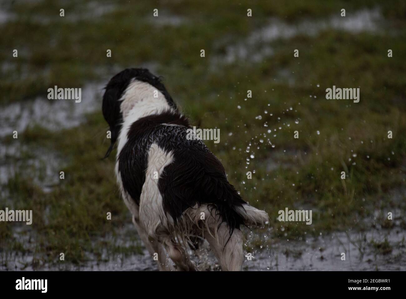 ENGLISH SPRINGER SPANIEL IN MUDDY WATER Stock Photo - Alamy