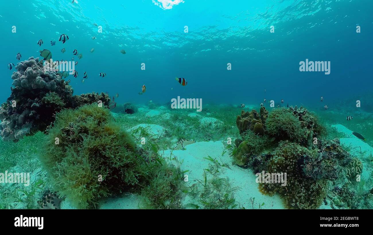 Underwater Scene Coral Reef. Underwater sea fish. Tropical reef marine ...