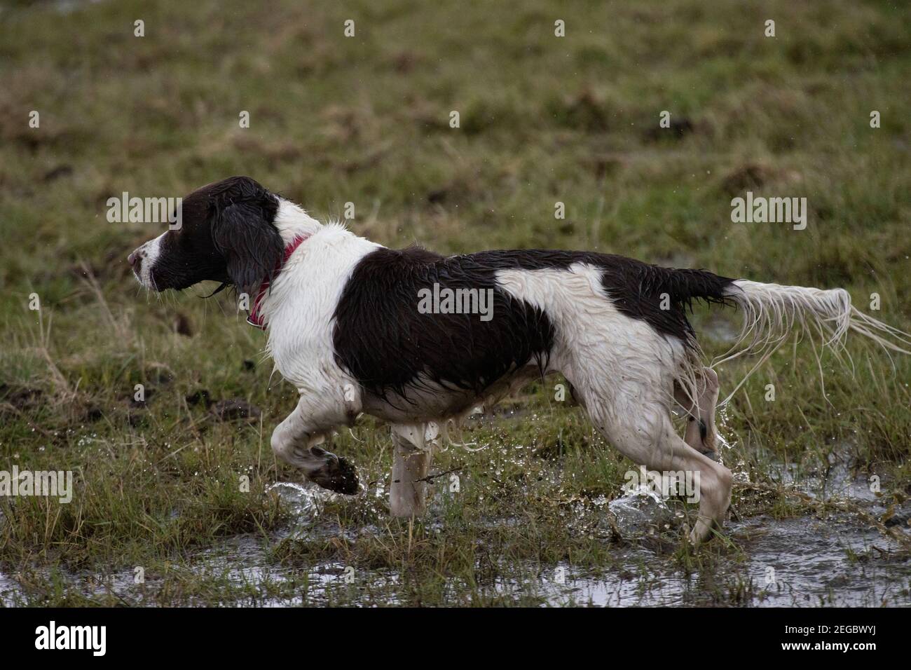ENGLISH SPRINGER SPANIEL IN MUDDY WATER Stock Photo - Alamy
