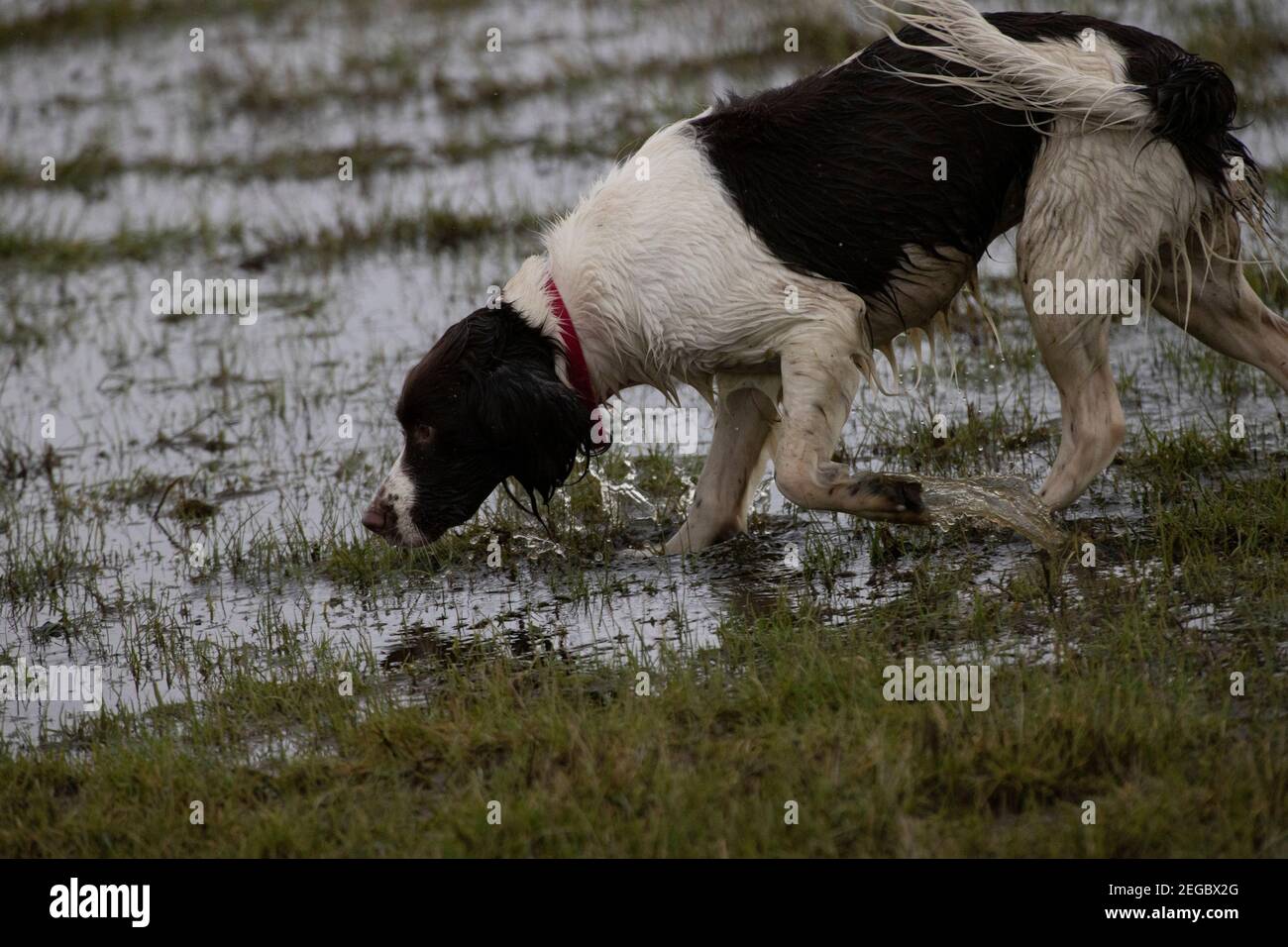 ENGLISH SPRINGER SPANIEL IN MUDDY WATER Stock Photo - Alamy