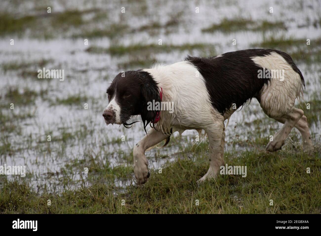 ENGLISH SPRINGER SPANIEL IN MUDDY WATER Stock Photo - Alamy