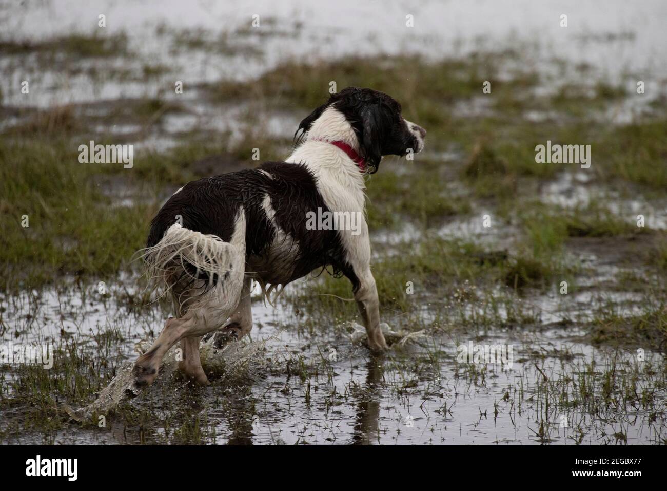 ENGLISH SPRINGER SPANIEL IN MUDDY WATER Stock Photo - Alamy