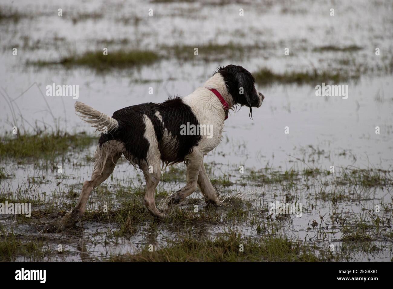 ENGLISH SPRINGER SPANIEL IN MUDDY WATER Stock Photo - Alamy