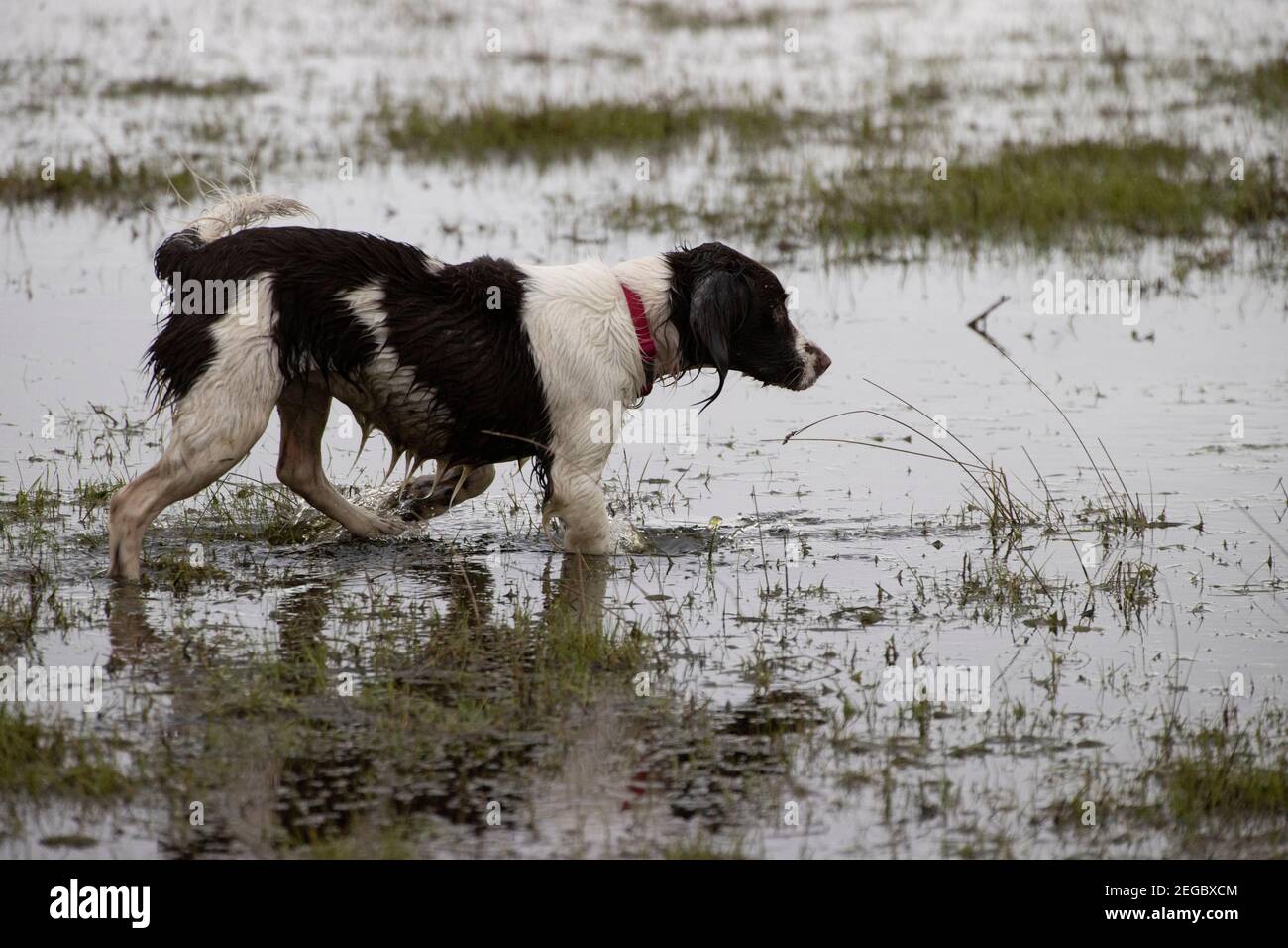 ENGLISH SPRINGER SPANIEL IN MUDDY WATER Stock Photo - Alamy