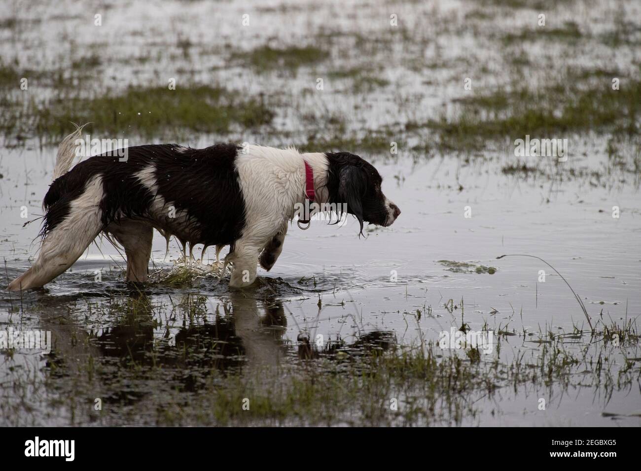 ENGLISH SPRINGER SPANIEL IN MUDDY WATER Stock Photo - Alamy