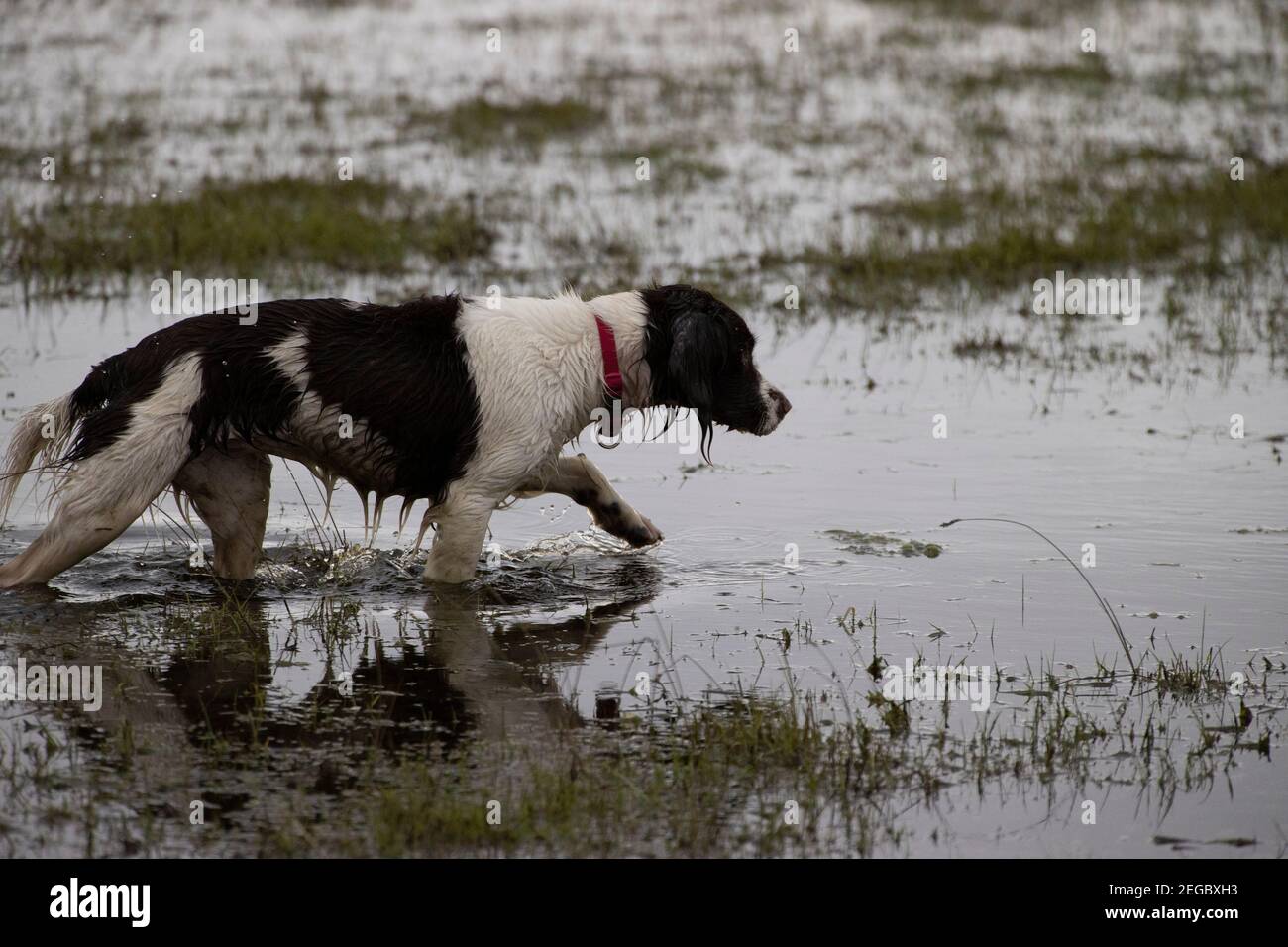 ENGLISH SPRINGER SPANIEL IN MUDDY WATER Stock Photo - Alamy