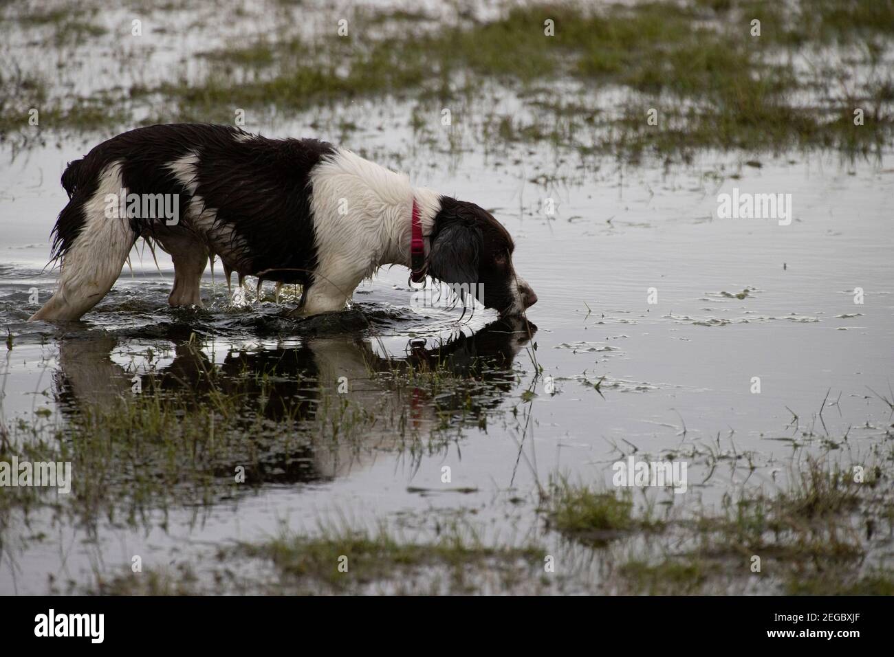 ENGLISH SPRINGER SPANIEL IN MUDDY WATER Stock Photo - Alamy