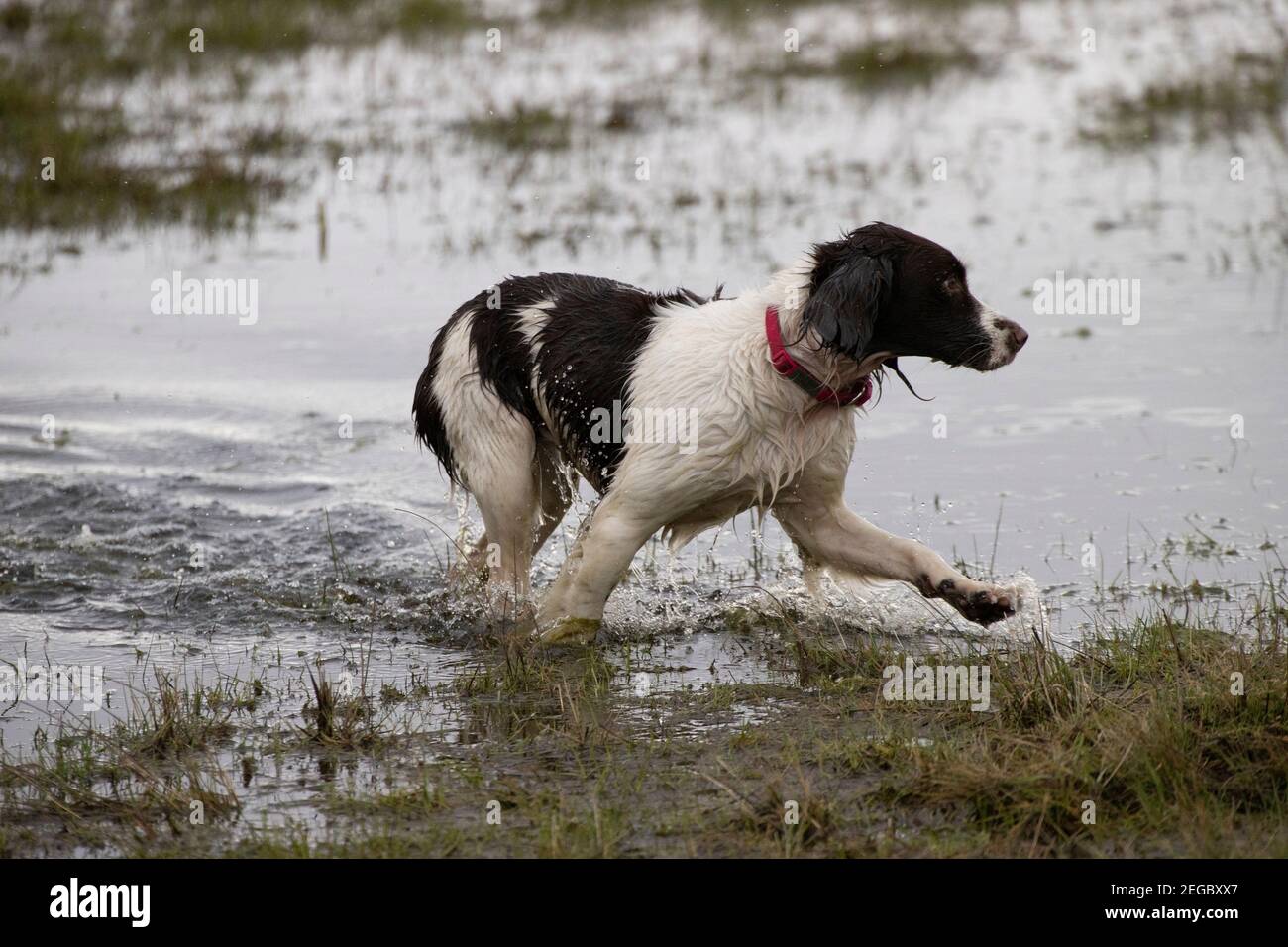ENGLISH SPRINGER SPANIEL IN MUDDY WATER Stock Photo - Alamy
