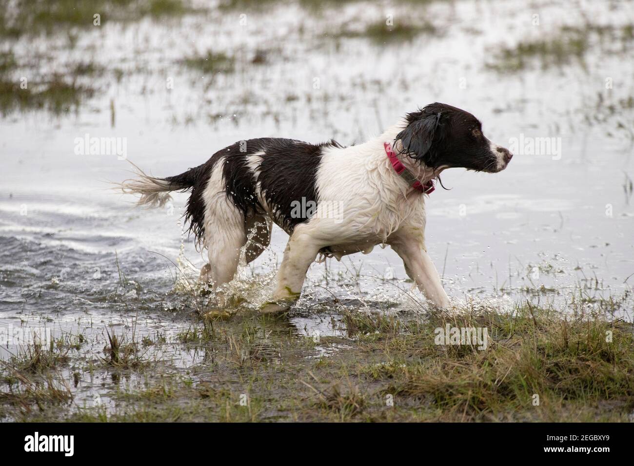 ENGLISH SPRINGER SPANIEL IN MUDDY WATER Stock Photo - Alamy