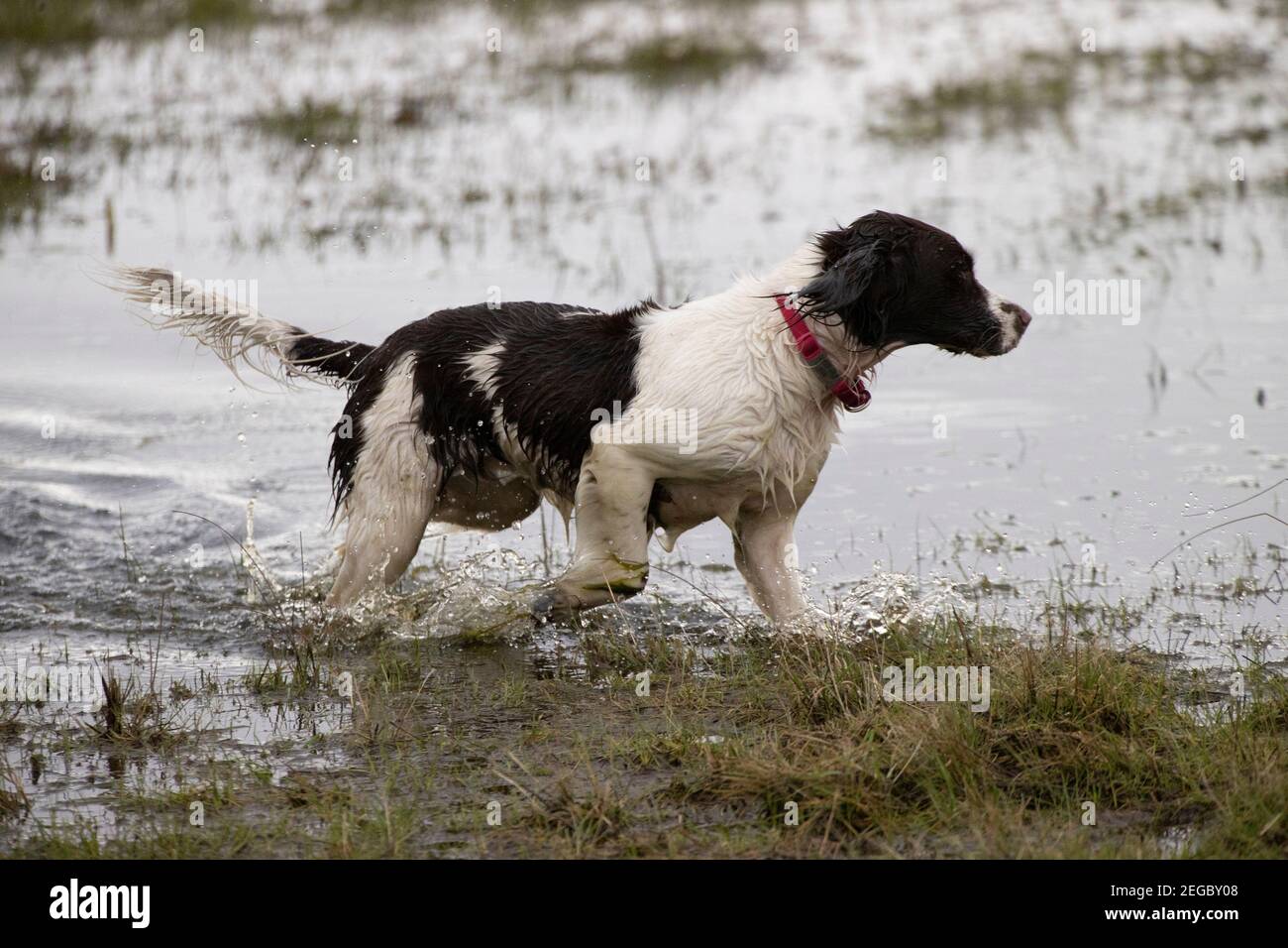 ENGLISH SPRINGER SPANIEL IN MUDDY WATER Stock Photo - Alamy