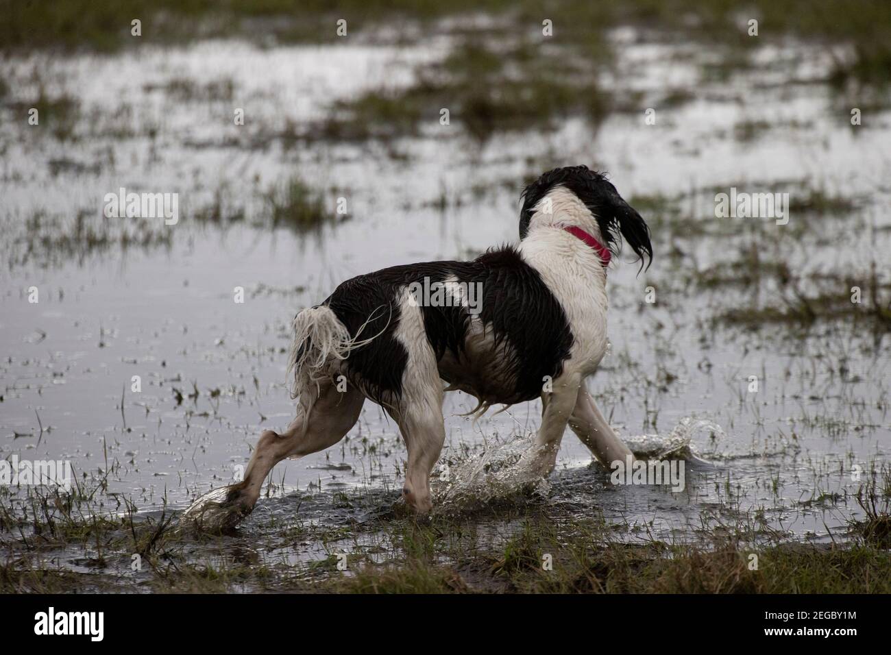 ENGLISH SPRINGER SPANIEL IN MUDDY WATER Stock Photo - Alamy