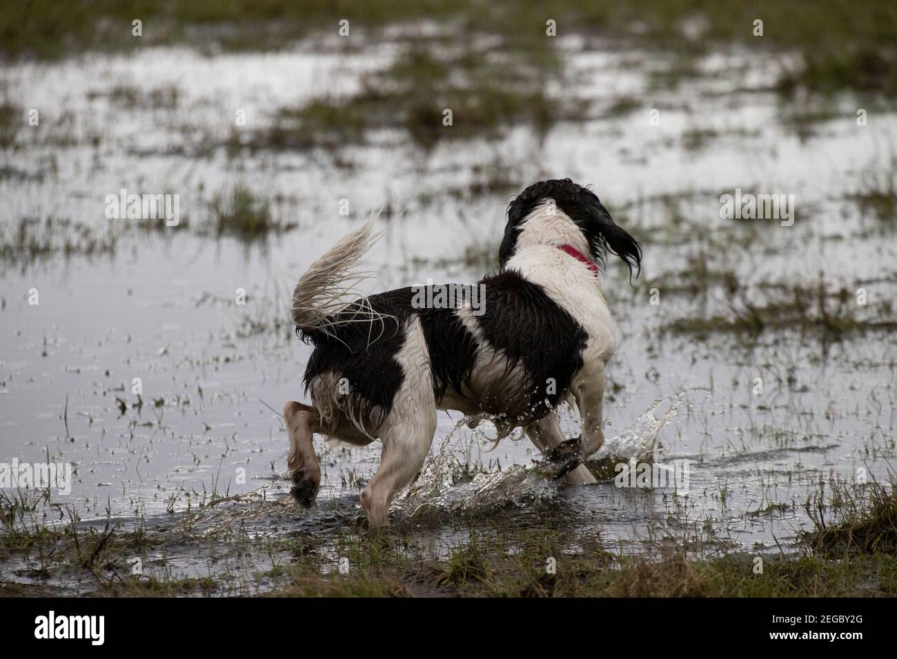 ENGLISH SPRINGER SPANIEL IN MUDDY WATER Stock Photo - Alamy