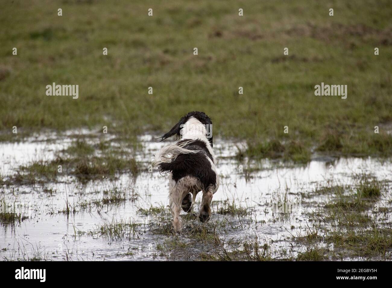 ENGLISH SPRINGER SPANIEL IN MUDDY WATER Stock Photo - Alamy