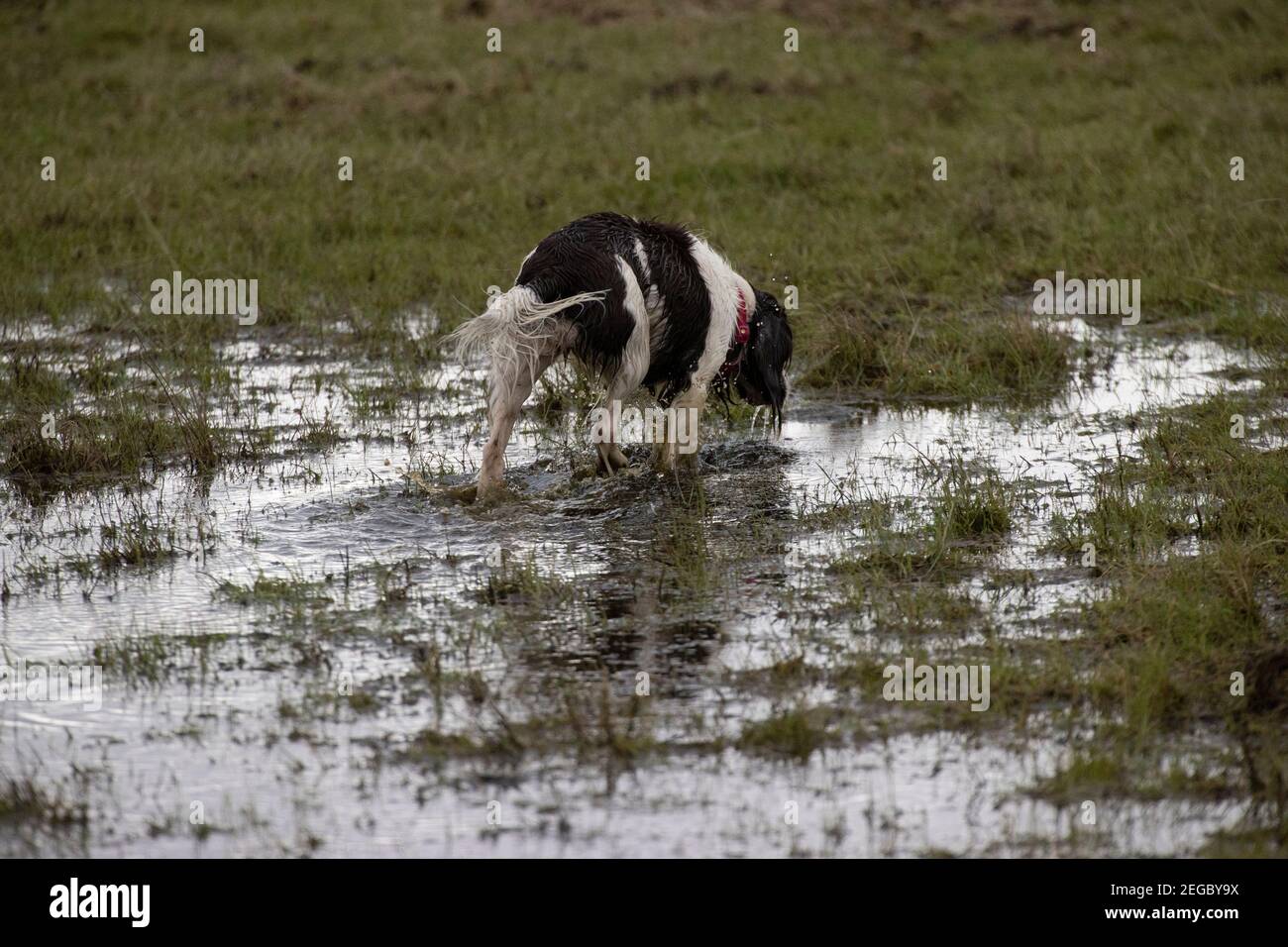 ENGLISH SPRINGER SPANIEL IN MUDDY WATER Stock Photo - Alamy