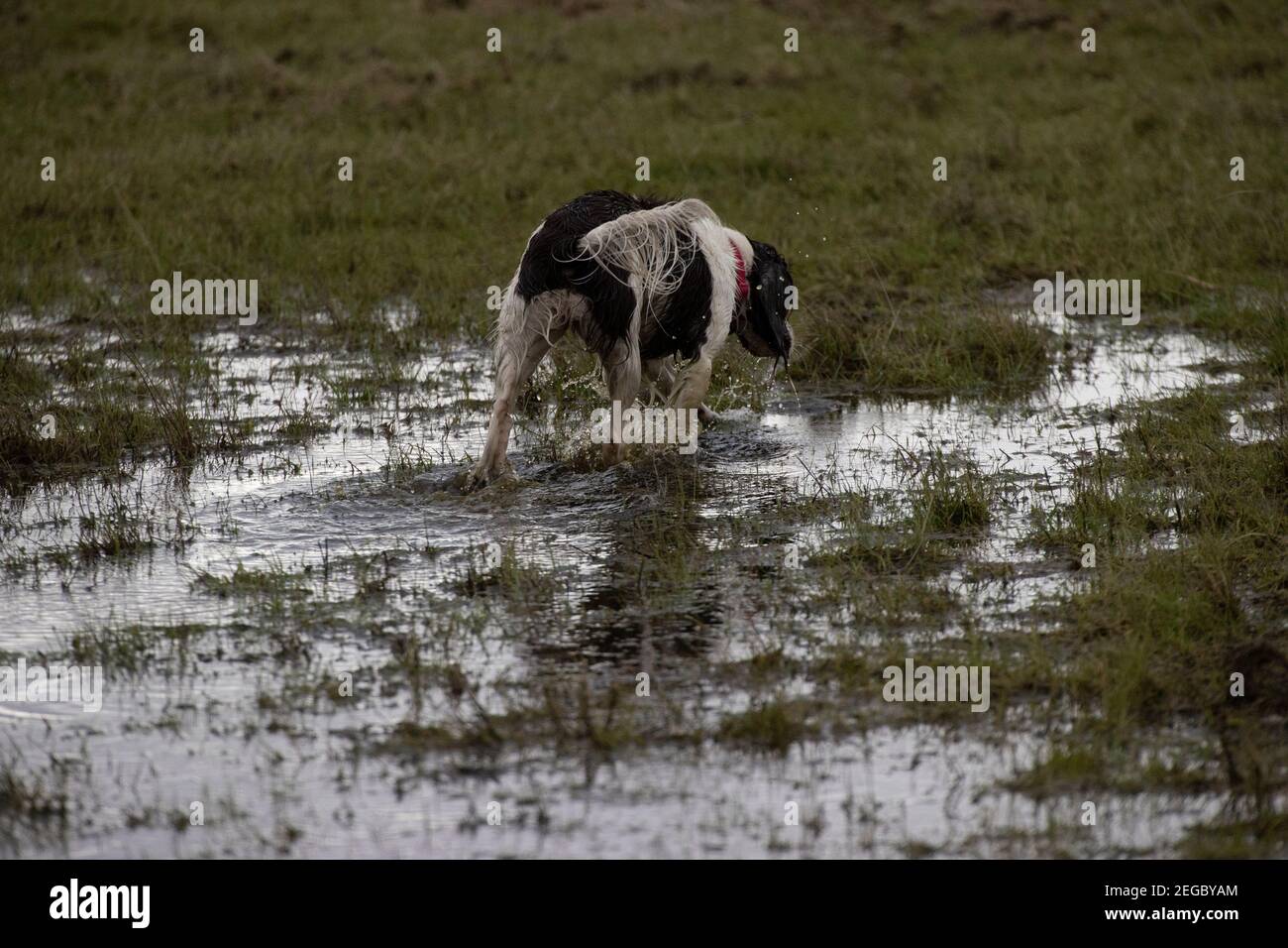 ENGLISH SPRINGER SPANIEL IN MUDDY WATER Stock Photo - Alamy