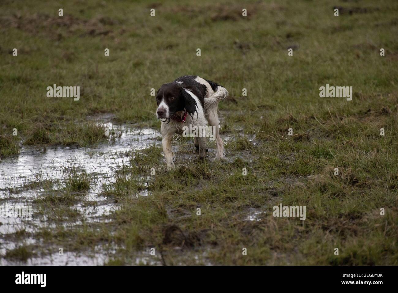 ENGLISH SPRINGER SPANIEL IN MUDDY WATER Stock Photo - Alamy