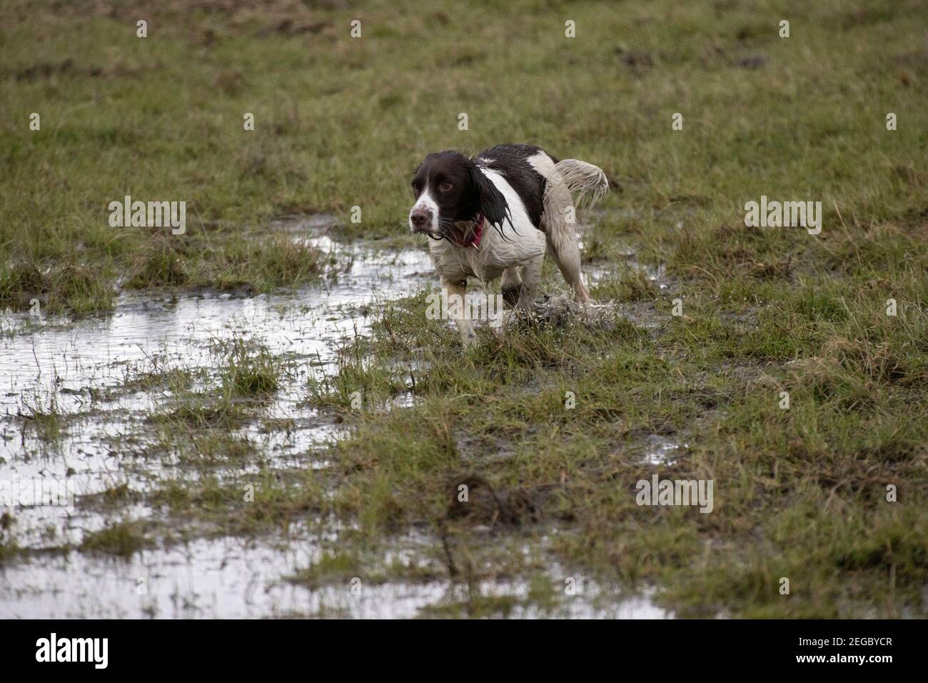 ENGLISH SPRINGER SPANIEL IN MUDDY WATER Stock Photo - Alamy