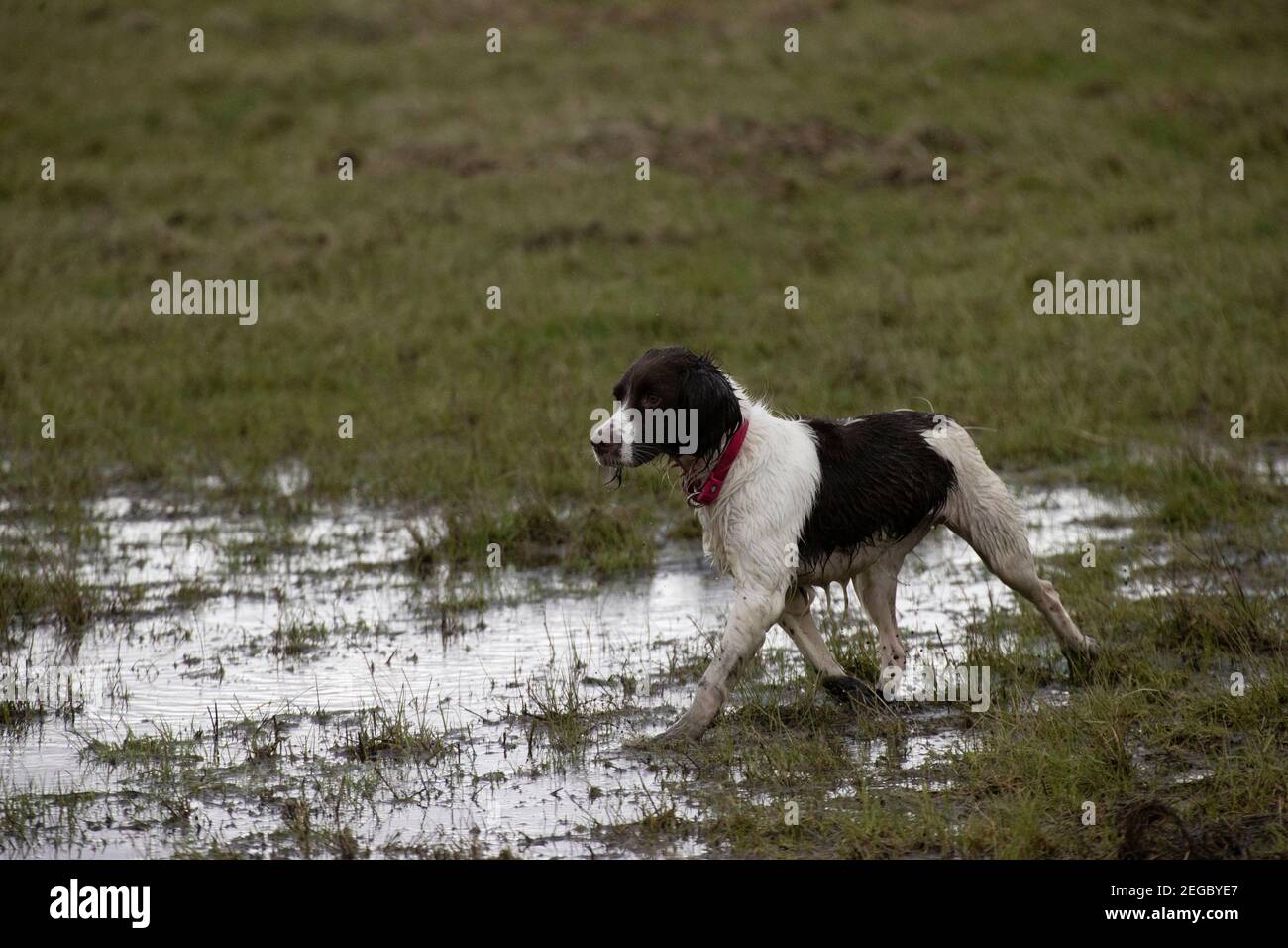 ENGLISH SPRINGER SPANIEL IN MUDDY WATER Stock Photo - Alamy