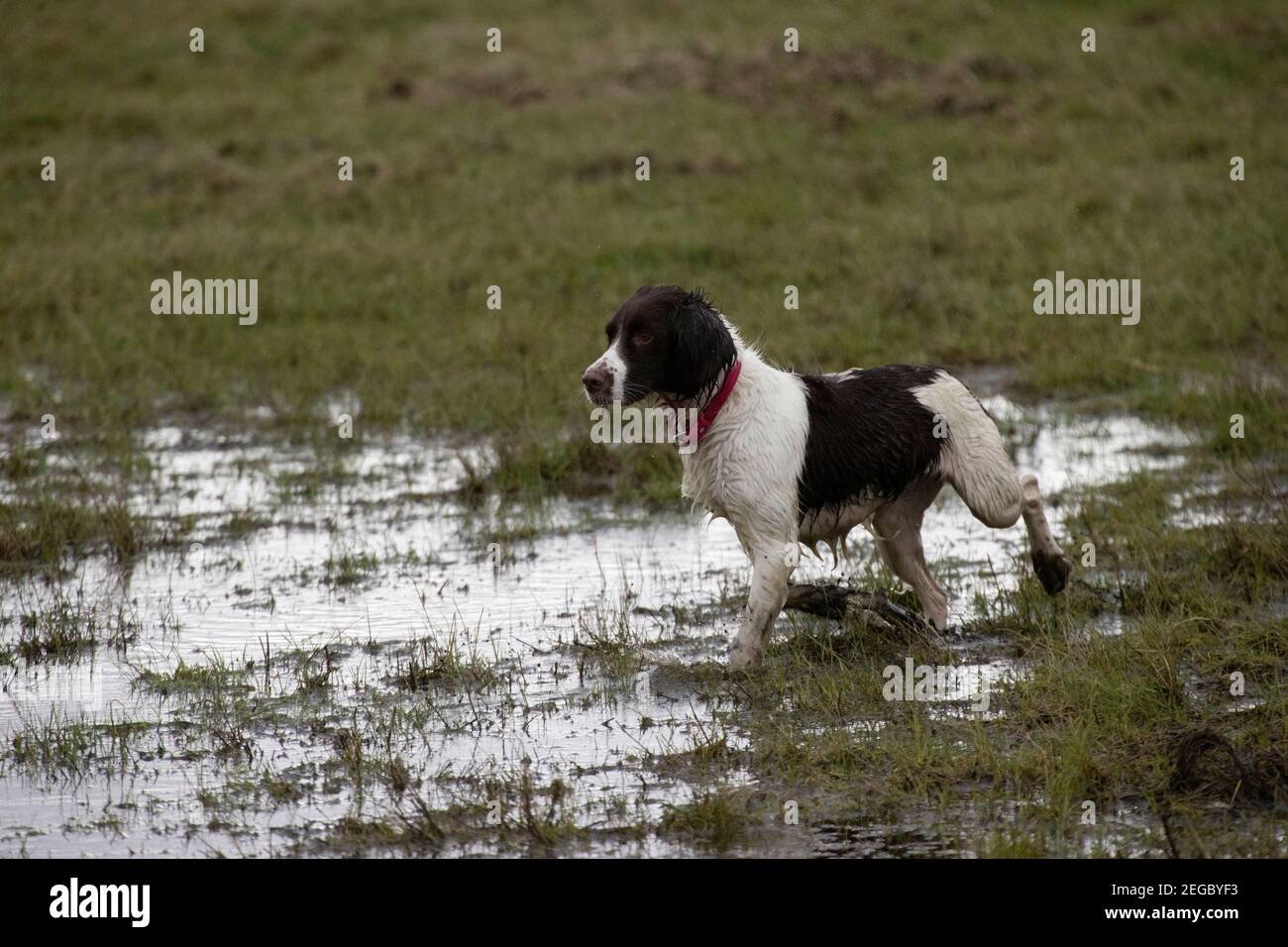 ENGLISH SPRINGER SPANIEL IN MUDDY WATER Stock Photo - Alamy
