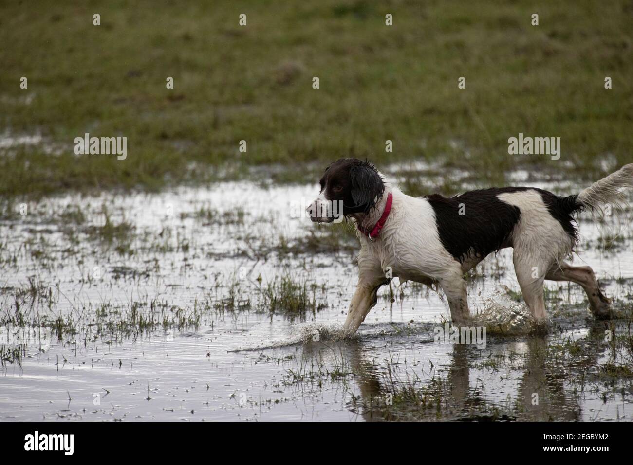ENGLISH SPRINGER SPANIEL IN MUDDY WATER Stock Photo - Alamy