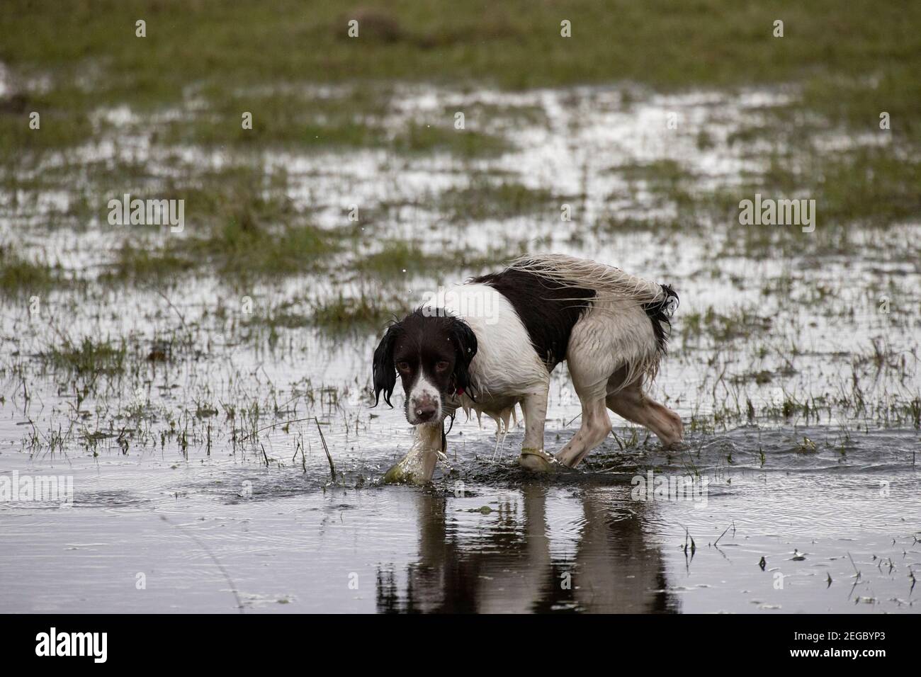 ENGLISH SPRINGER SPANIEL IN MUDDY WATER Stock Photo - Alamy