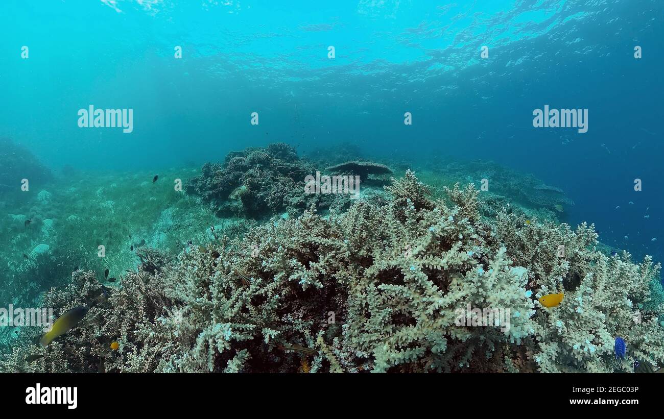 Tropical fishes and coral reef at diving. Underwater world with corals ...