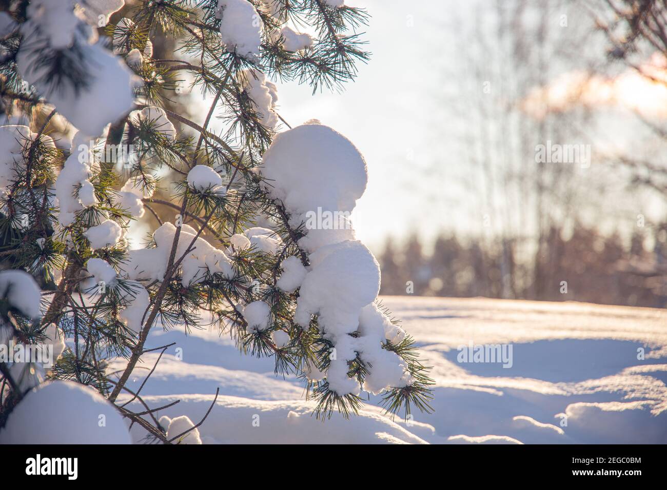 Selective focus shot of tree branches covered in snow in the forest ...