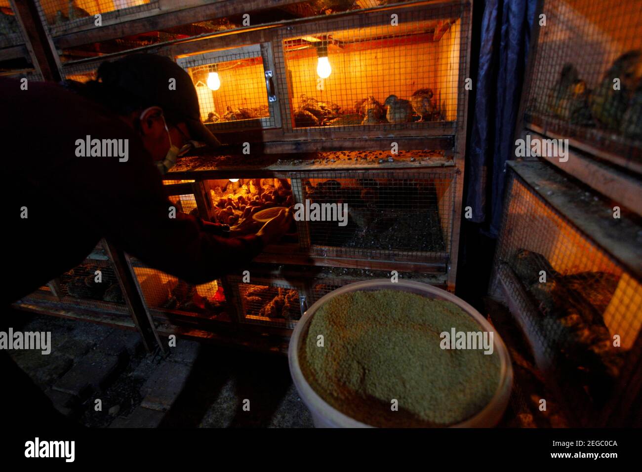 A Man feeds a quail chicks at a hatchery birds are bred (Kudjang Farm ...