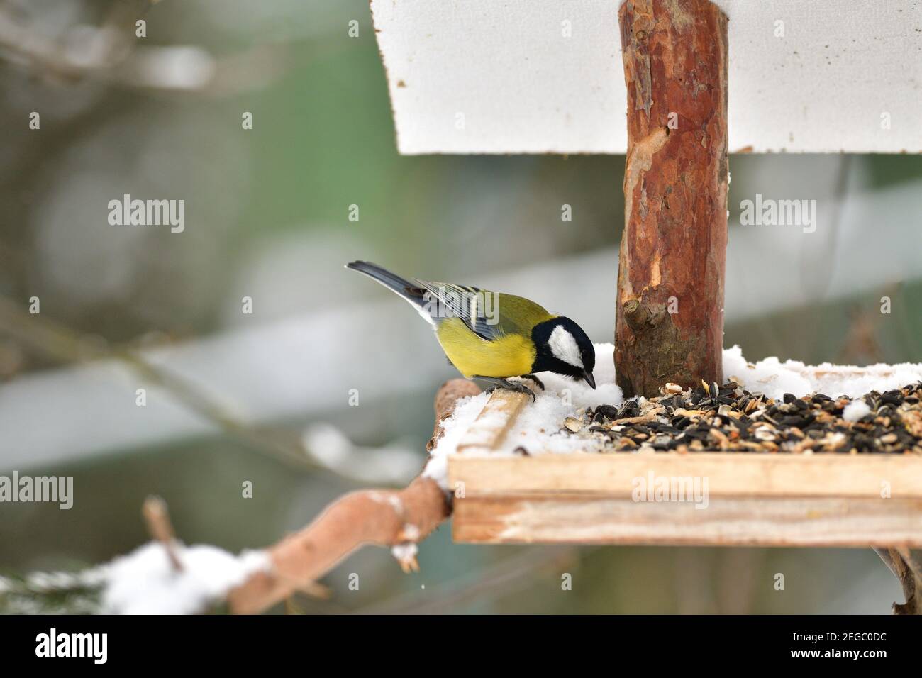 The great titmouse sitting on a feeder rack with sunflower seeds for ...
