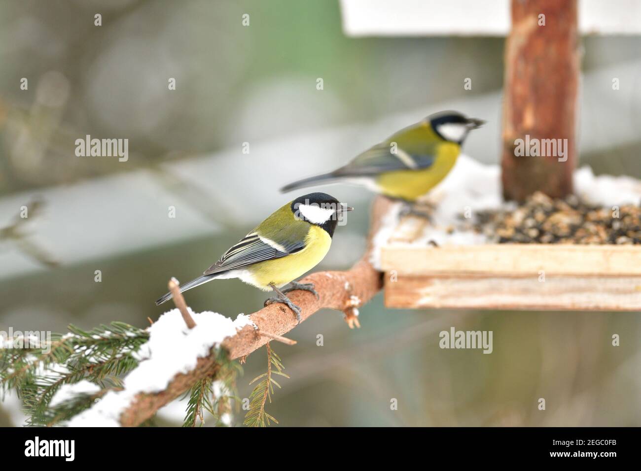 The great titmouse sitting on a feeder rack with sunflower seeds for ...