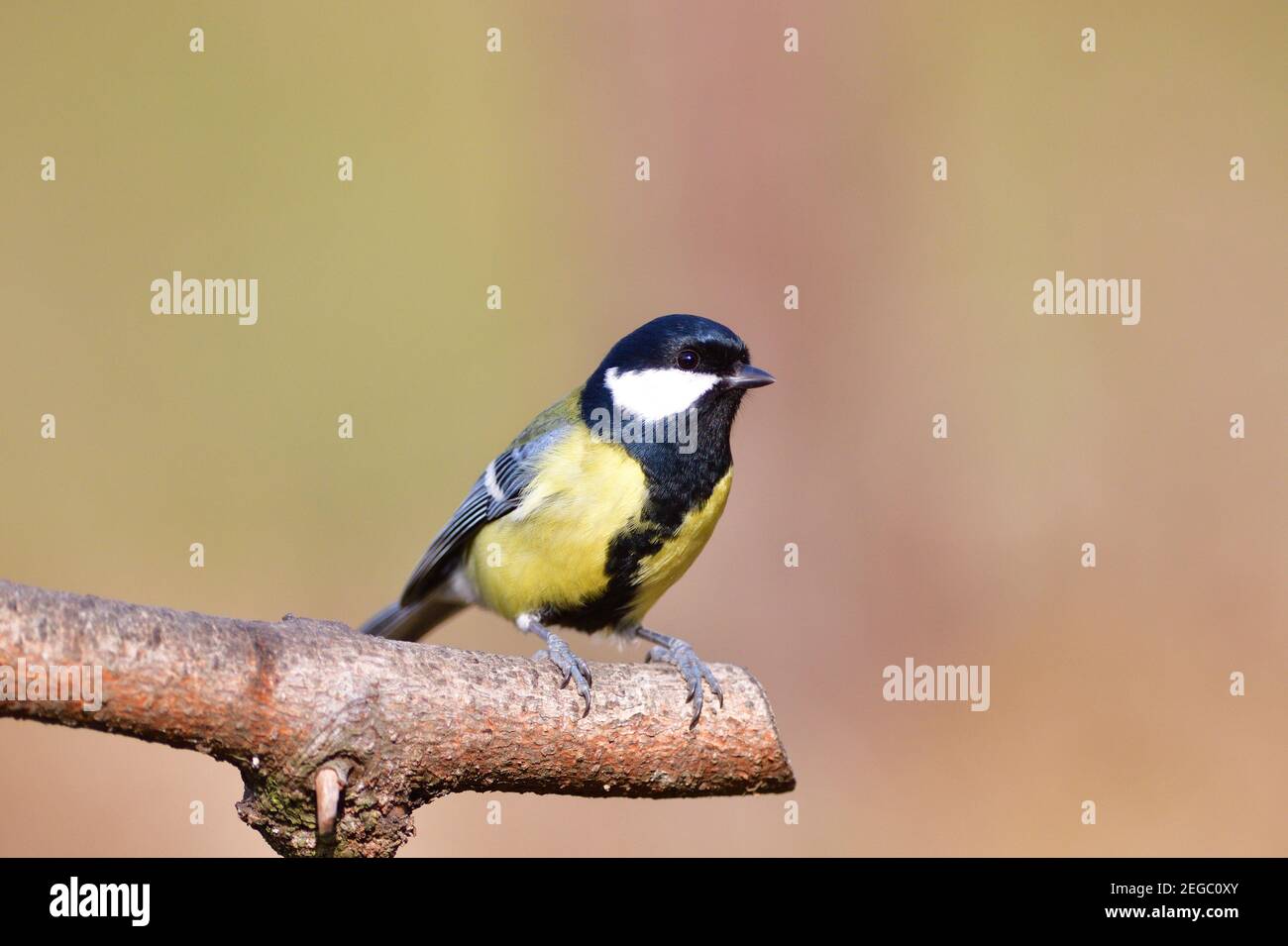 Great tit sitting on a tree branch in winter snow Stock Photo - Alamy