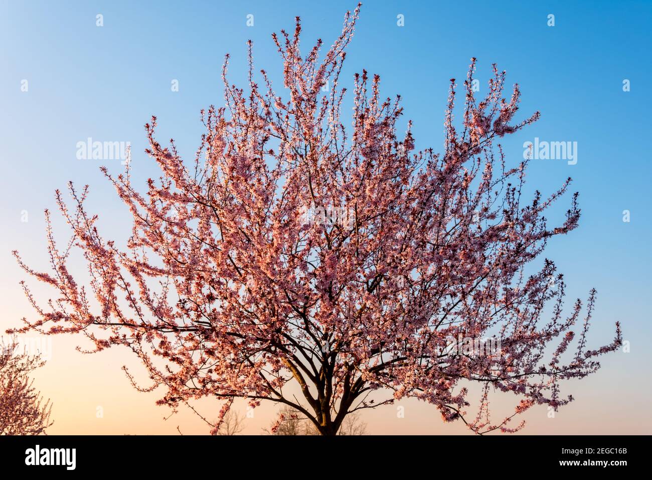 Sunset cherry blossom in hi-res stock photography and images - Alamy