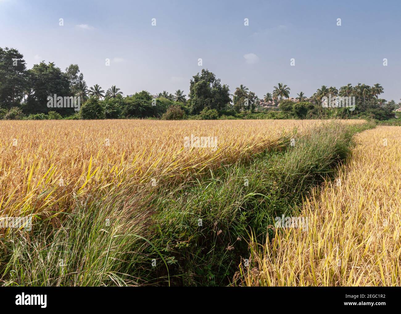 Weed path hi-res stock photography and images - Alamy