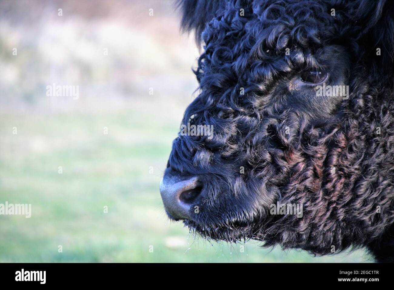 Curlu hi-res stock photography and images - Alamy