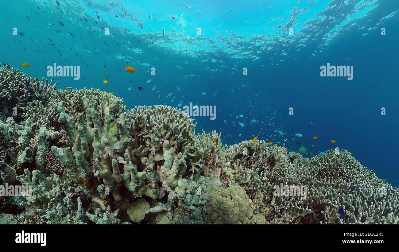 Tropical coral reef and fishes underwater. Hard and soft corals ...