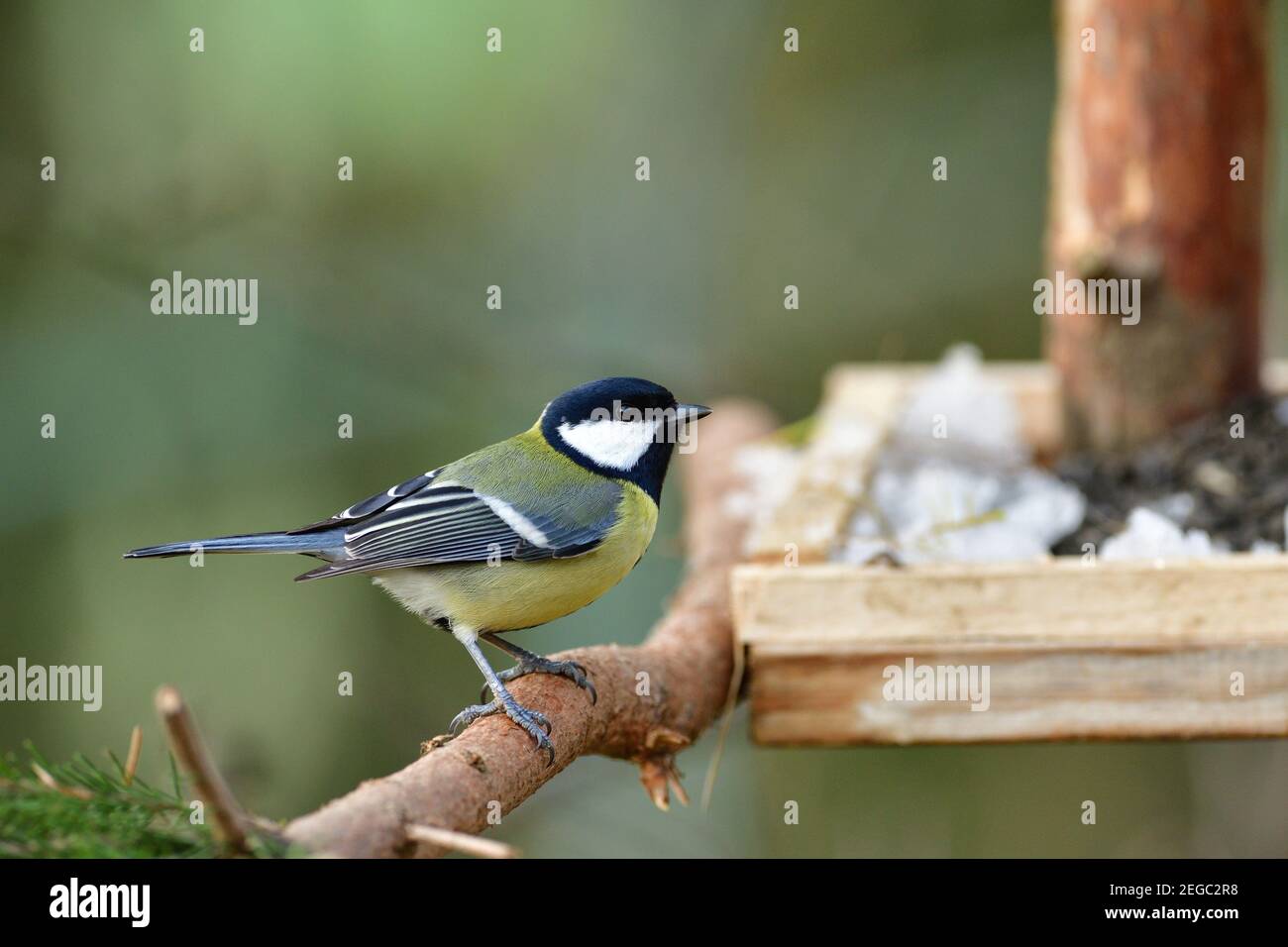 The great titmouse sitting on a feeder rack with sunflower seeds for ...