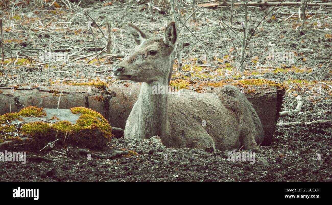 White baby deer lying next to a fallen tree in its natural habitat ...