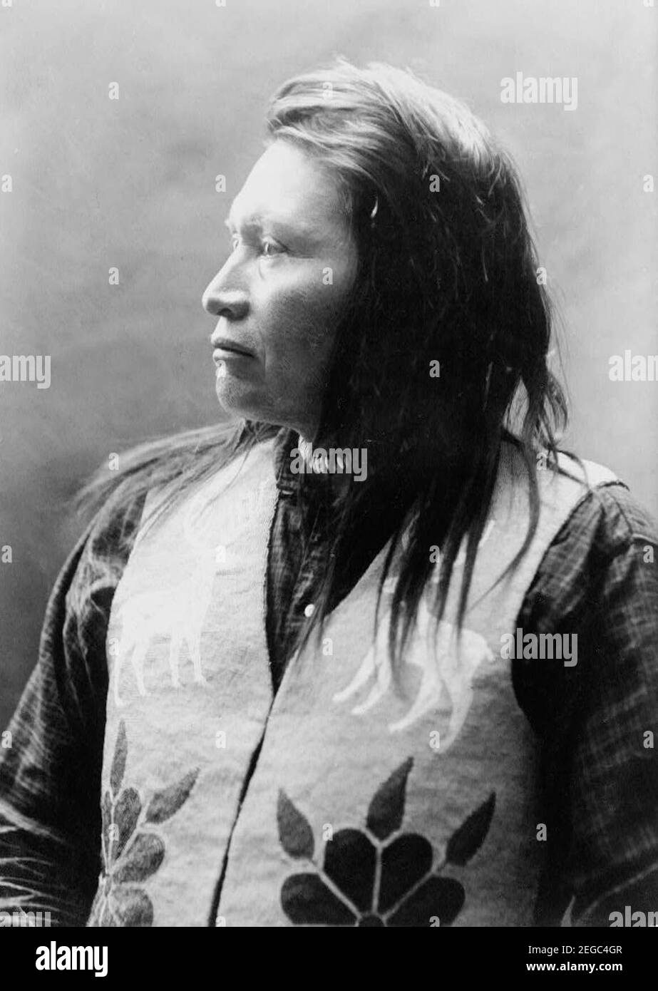 Yellow wolf hi-res stock photography and images - Alamy